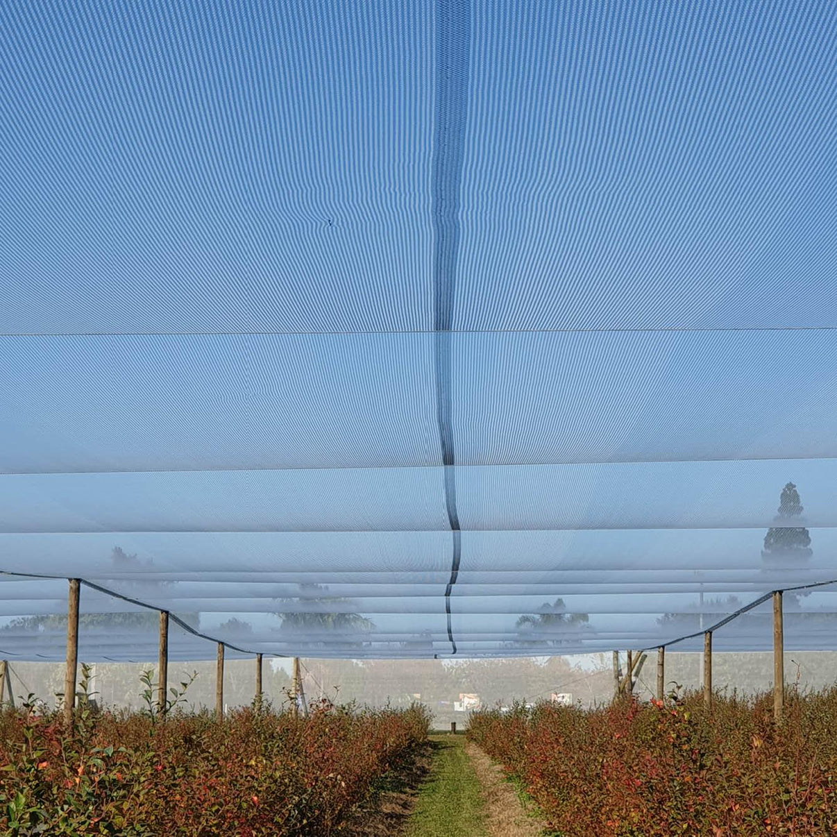 Ultra-pro Canopy Netting | Bee Friendly | Winter Gardenz ...