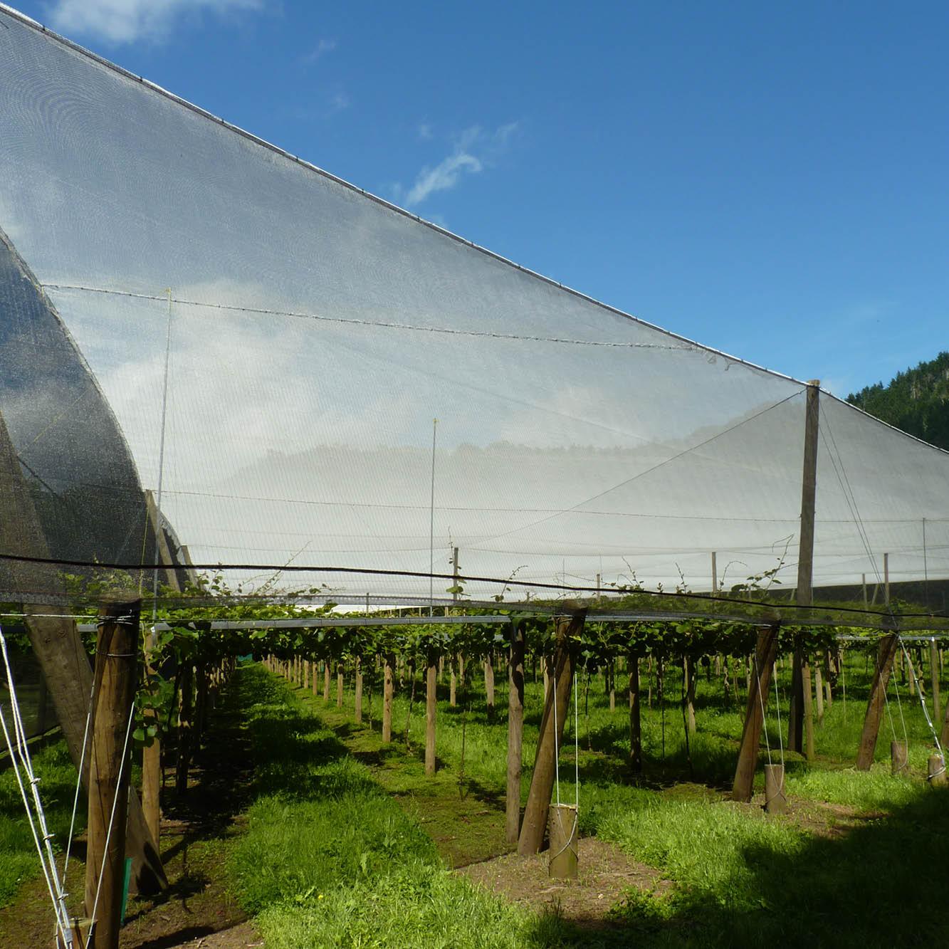 Ultra-pro Quad Netting 4m wide x 100m long roll | Winter Gardenz ...