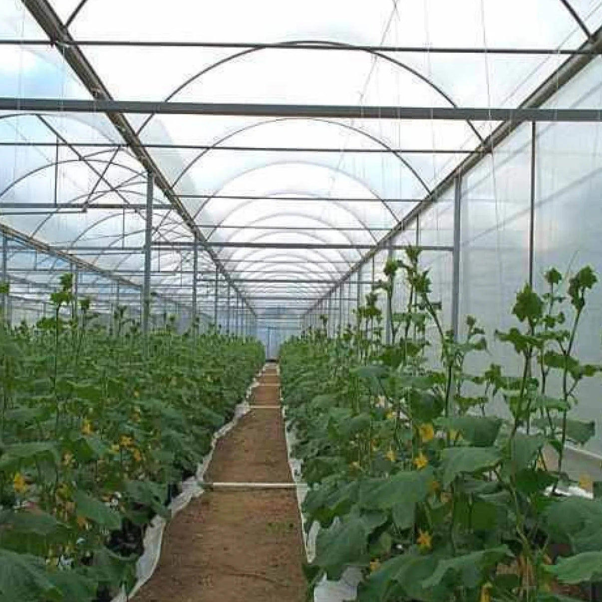 Polygro Greenhouse Film 200mu | Winter Gardenz – wintergardenz.co.nz
